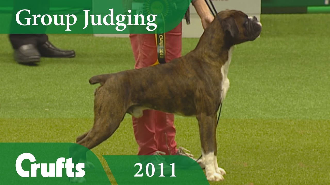 The Ultimate Guide to Nurturing Your Boxer Show Dog - Dog Show TV