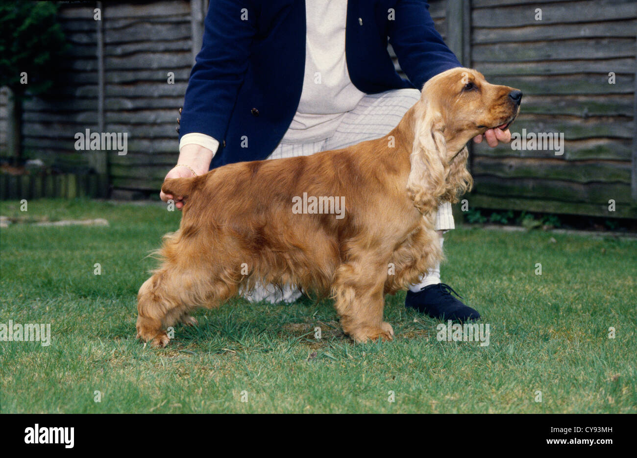 Cocker Spaniel Spectacular: Unleashing the Best Dog Shows! - Dog Show TV