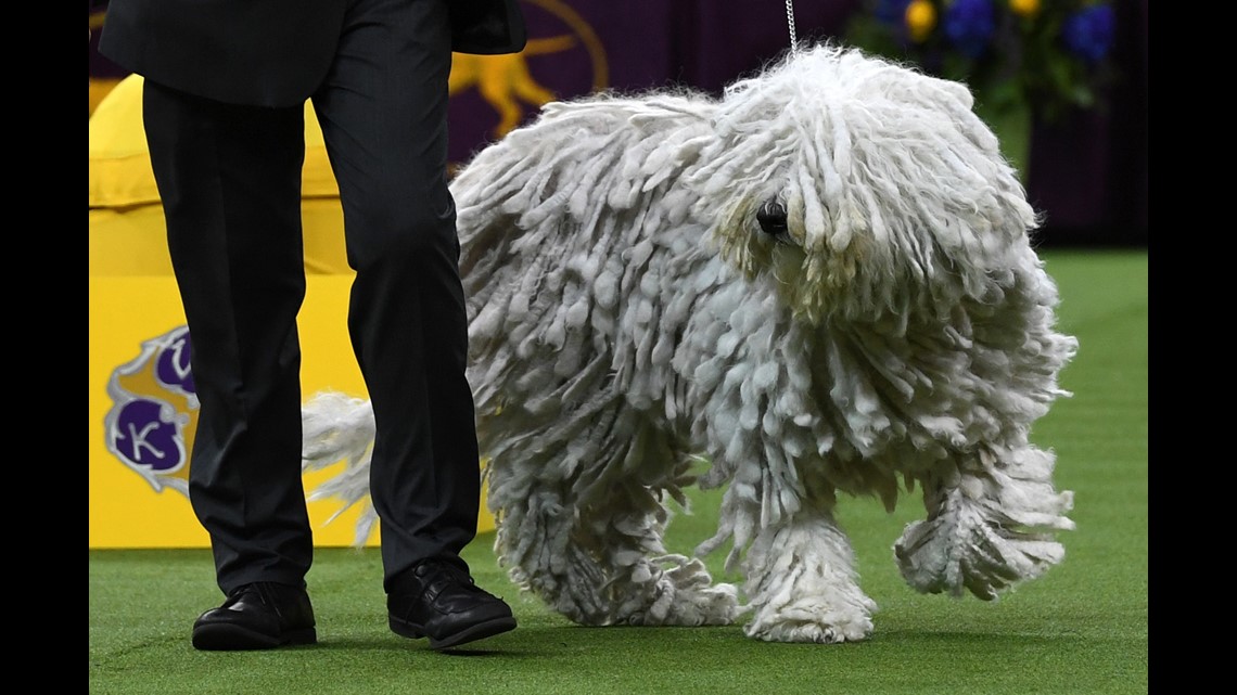 Unleashing the Best: Top Dog Show Dogs to Watch Out For! - Dog Show TV