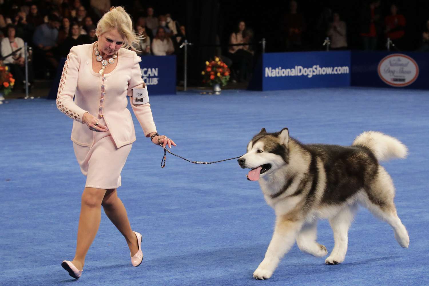 Barksgiving Spectacular: National Dog Show on Thanksgiving! - Dog Show TV