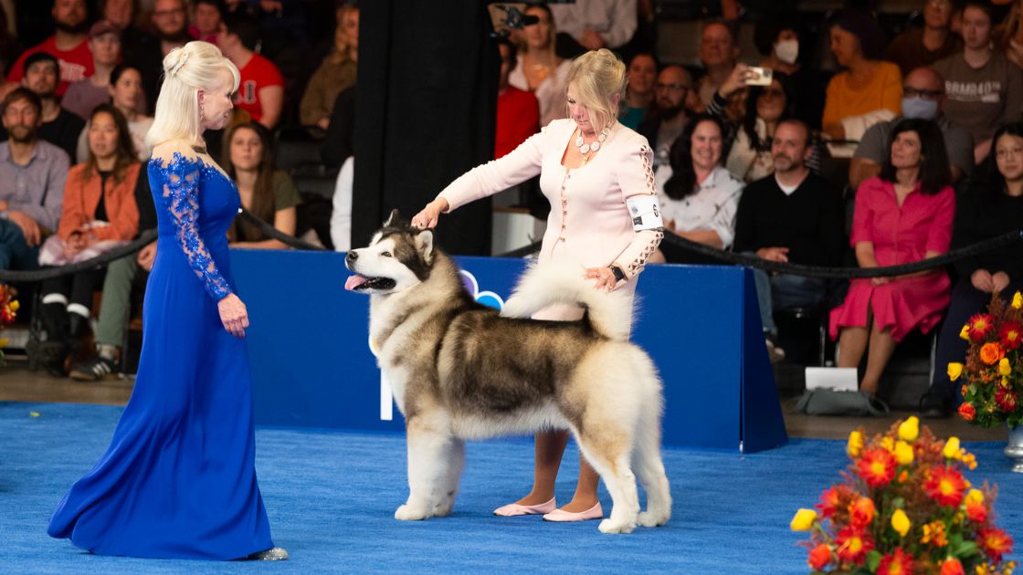 Get Your Paws on National Dog Show Tickets: A Canine Spectacular Await ...