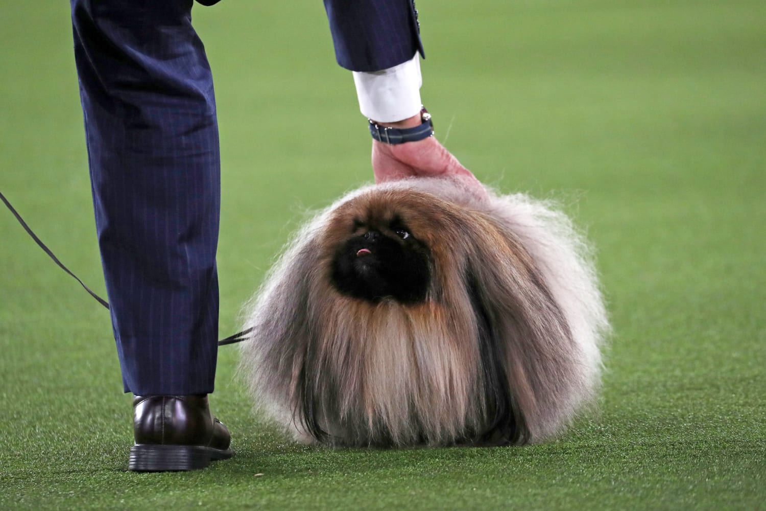 The Fluffy Stars of the Pekingese Dog Show: A Spectacular Showcase ...