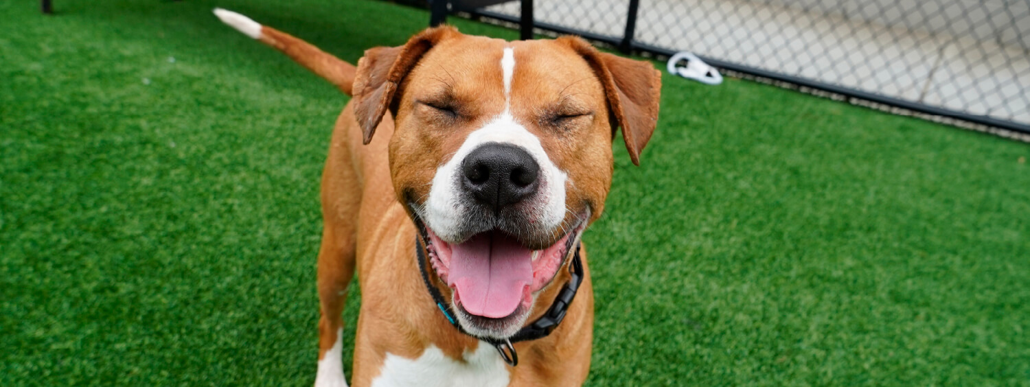Show Me Dog Pictures: Your Daily Dose of Cuteness - Dog Show TV