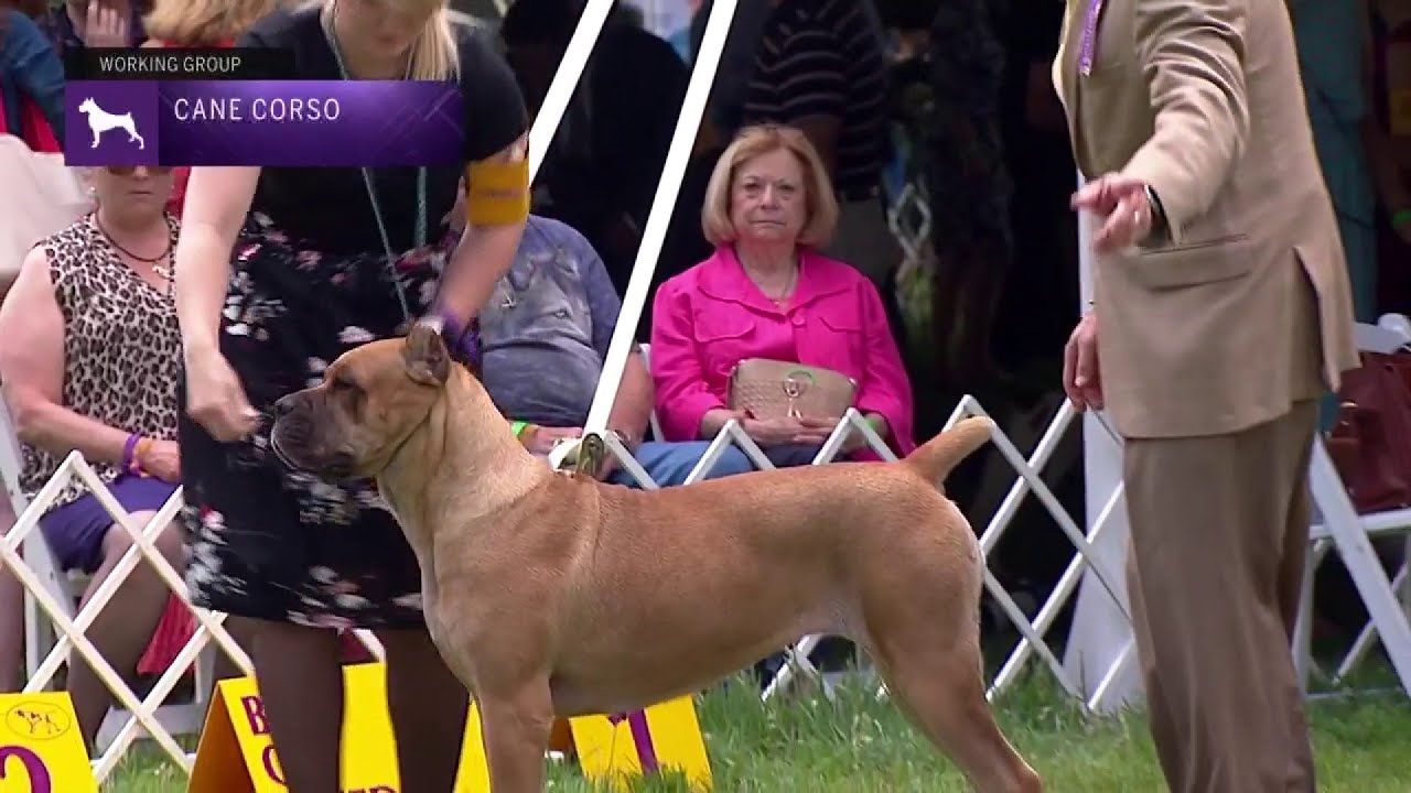 Cane Corso Dog Show: Unleashing the Majestic Breed on Display! - Dog ...