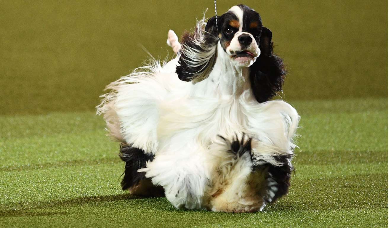 Barking Up a Storm: Exploring the British Dog Show Scene - Dog Show TV