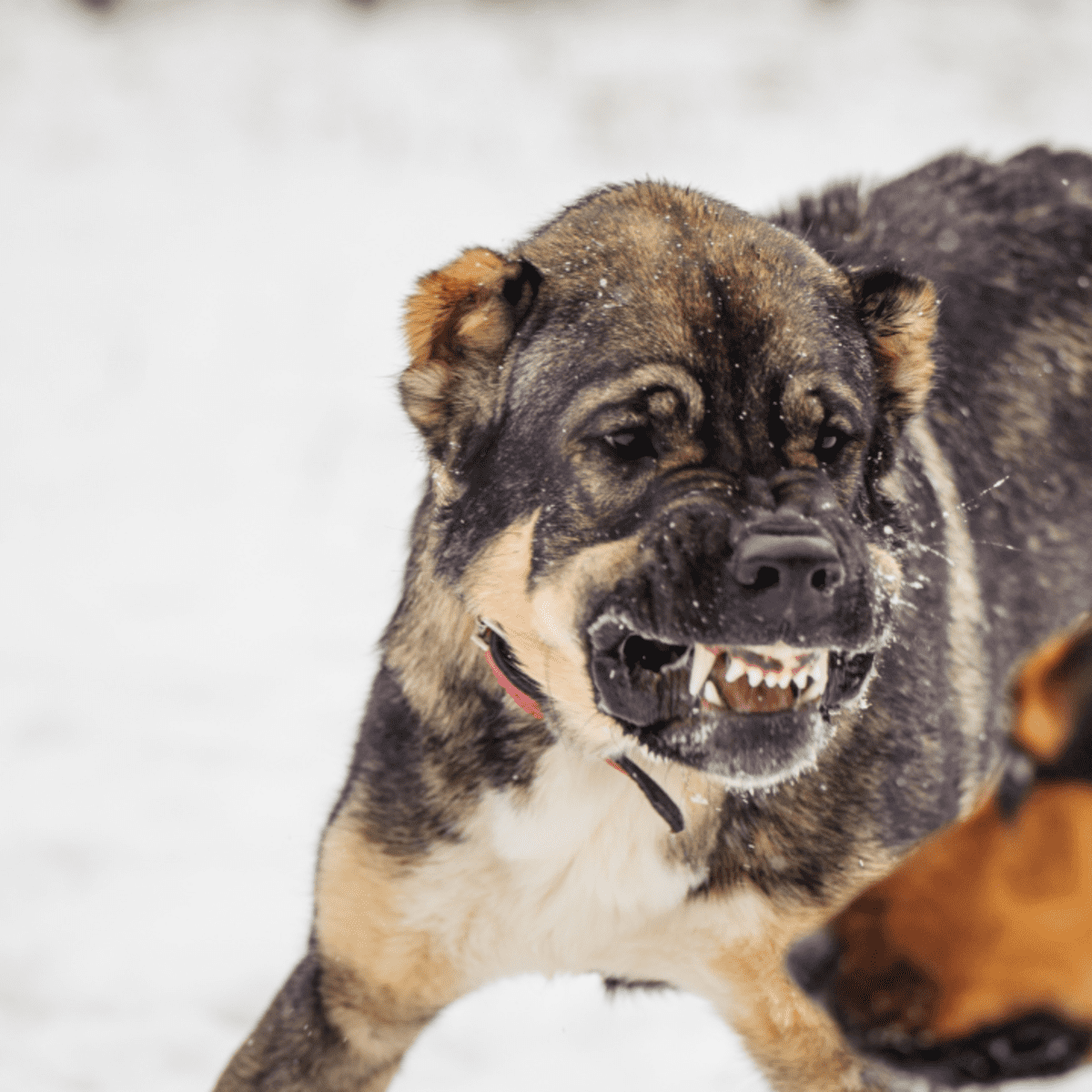 Unleashing the Power: The Astonishing Sight of a Dog with Teeth Showing ...