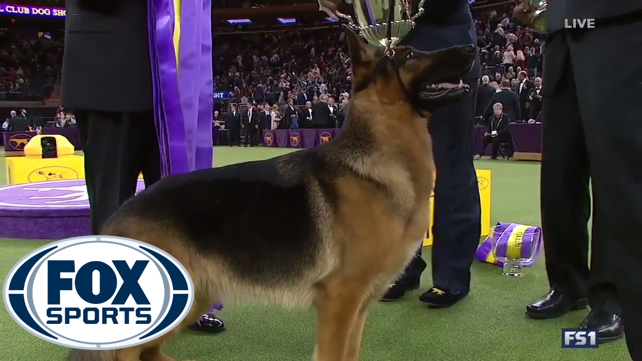 Unleashing the Best: German Shepherd Dog Show Spotlight - Dog Show TV