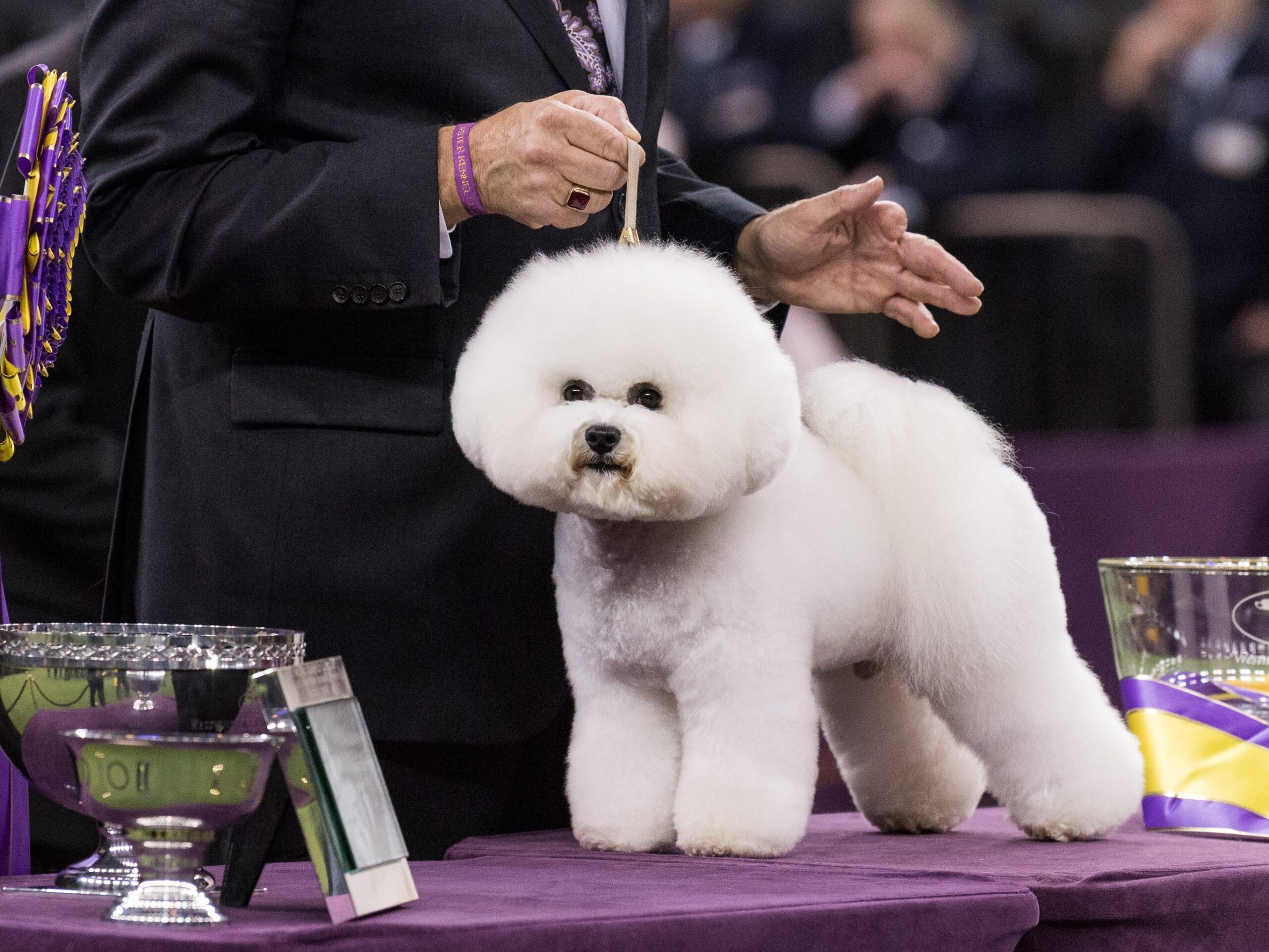 Bichon Frise Show Dog Secrets Revealed: Unleashing the Champion Within