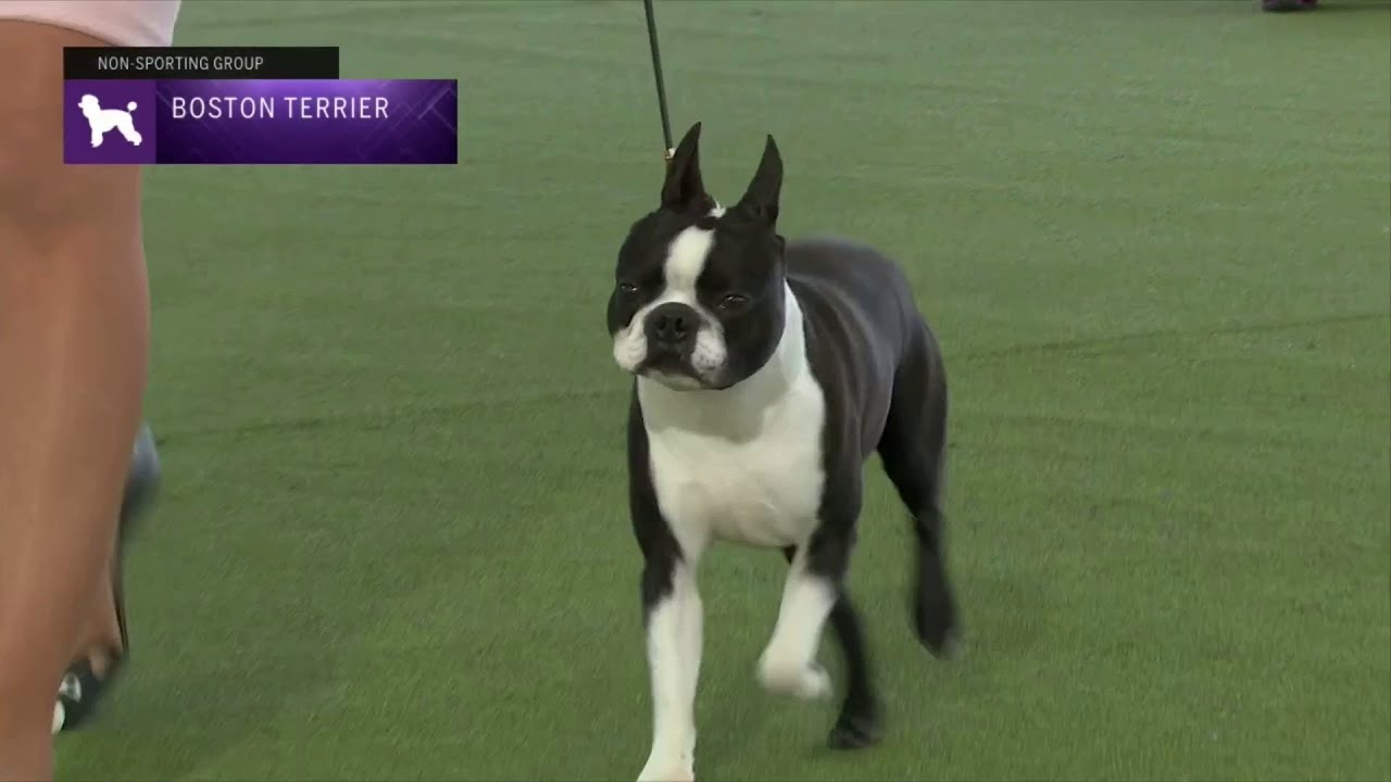 Unleashing Excellence: The Boston Terrier Show Dog Guide - Dog Show TV
