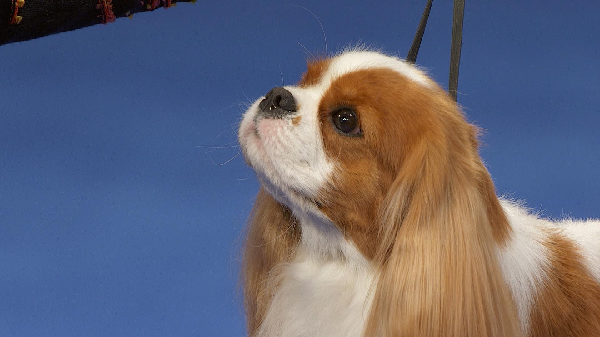 Crowning Glory: Unveiling the Best Cavalier King Charles Spaniel Show ...