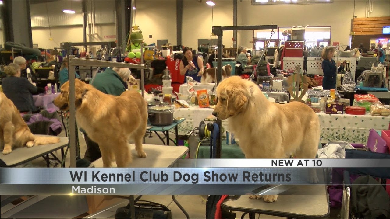 Unleashing Excitement: Dog Show Madison WI Takes Center Stage! - Dog Show TV