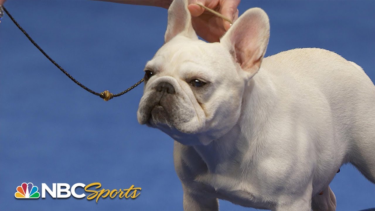 Dive into the World of Dog Shows on NBC: Unleashing the Best of Canine ...