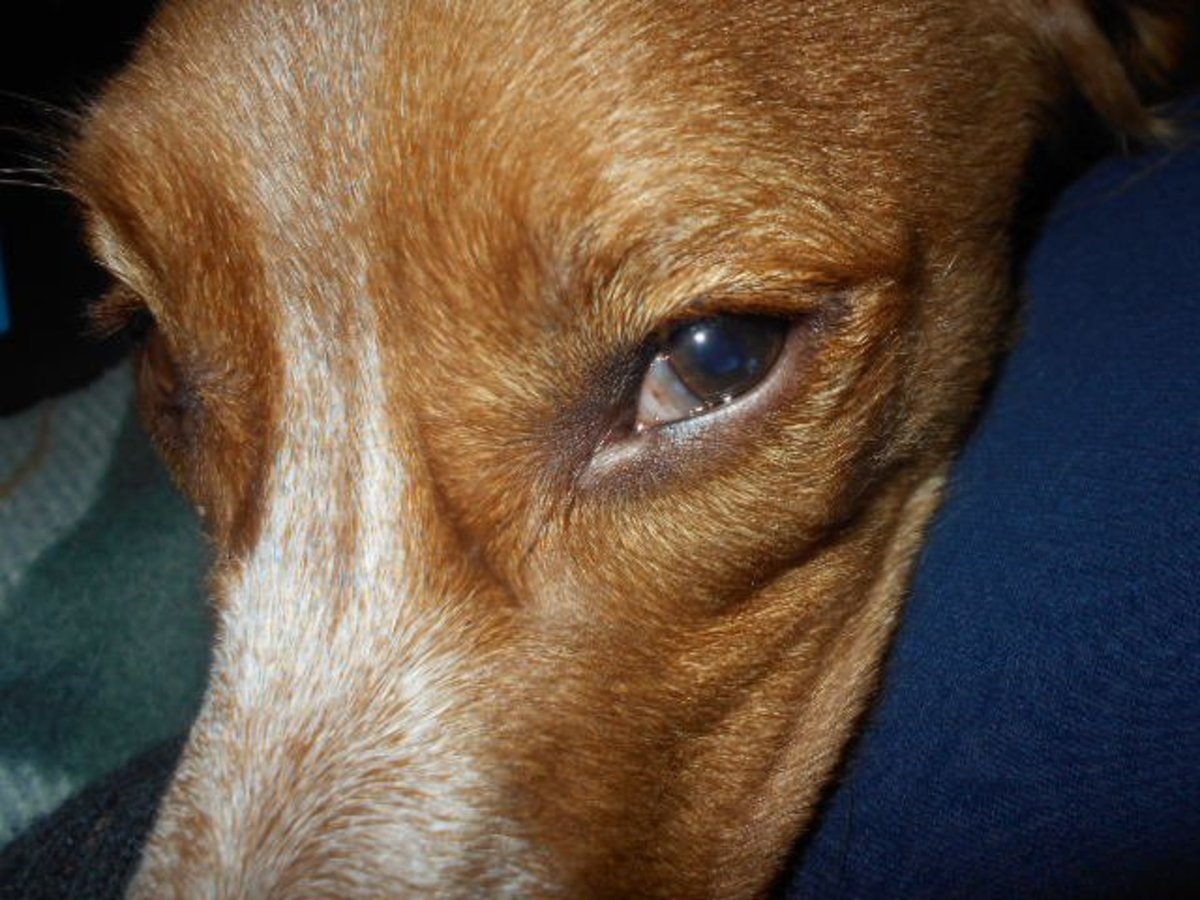 Unlocking the Mystery: Dog Third Eyelid Showing in Both Eyes Explained ...
