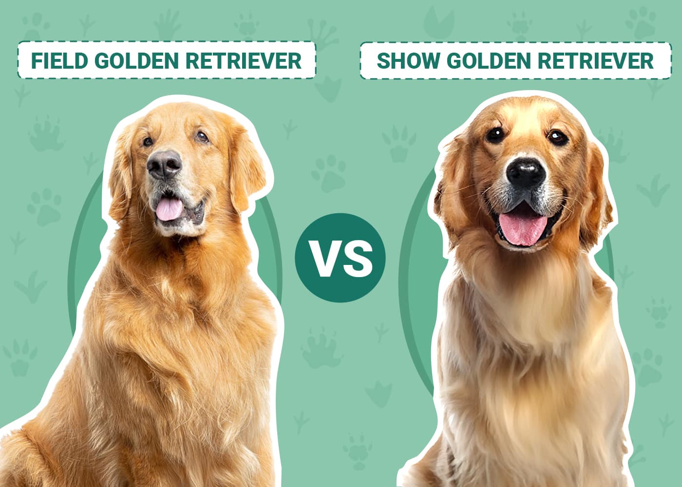 Going for Gold: The Ultimate Guide to the Golden Dog Show Experience ...
