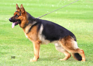 German Shepherd Shines at Dog Show: A Spectacular Display of Breed ...
