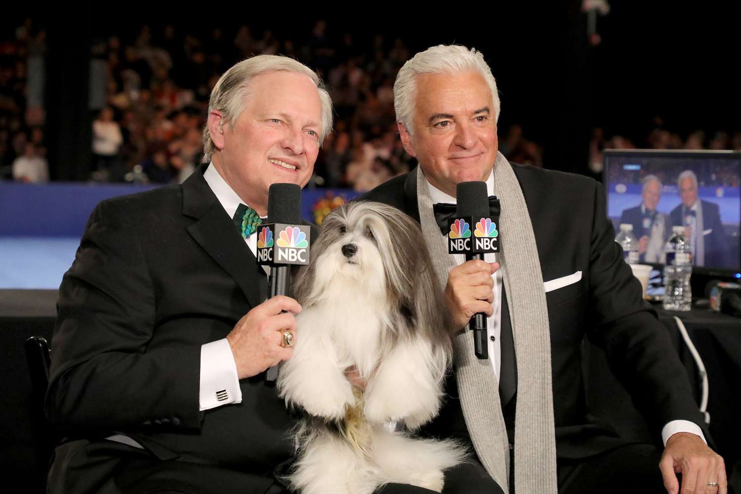 The Ultimate Guide to National Dog Show Hosts: Who’s Leading the Pack ...