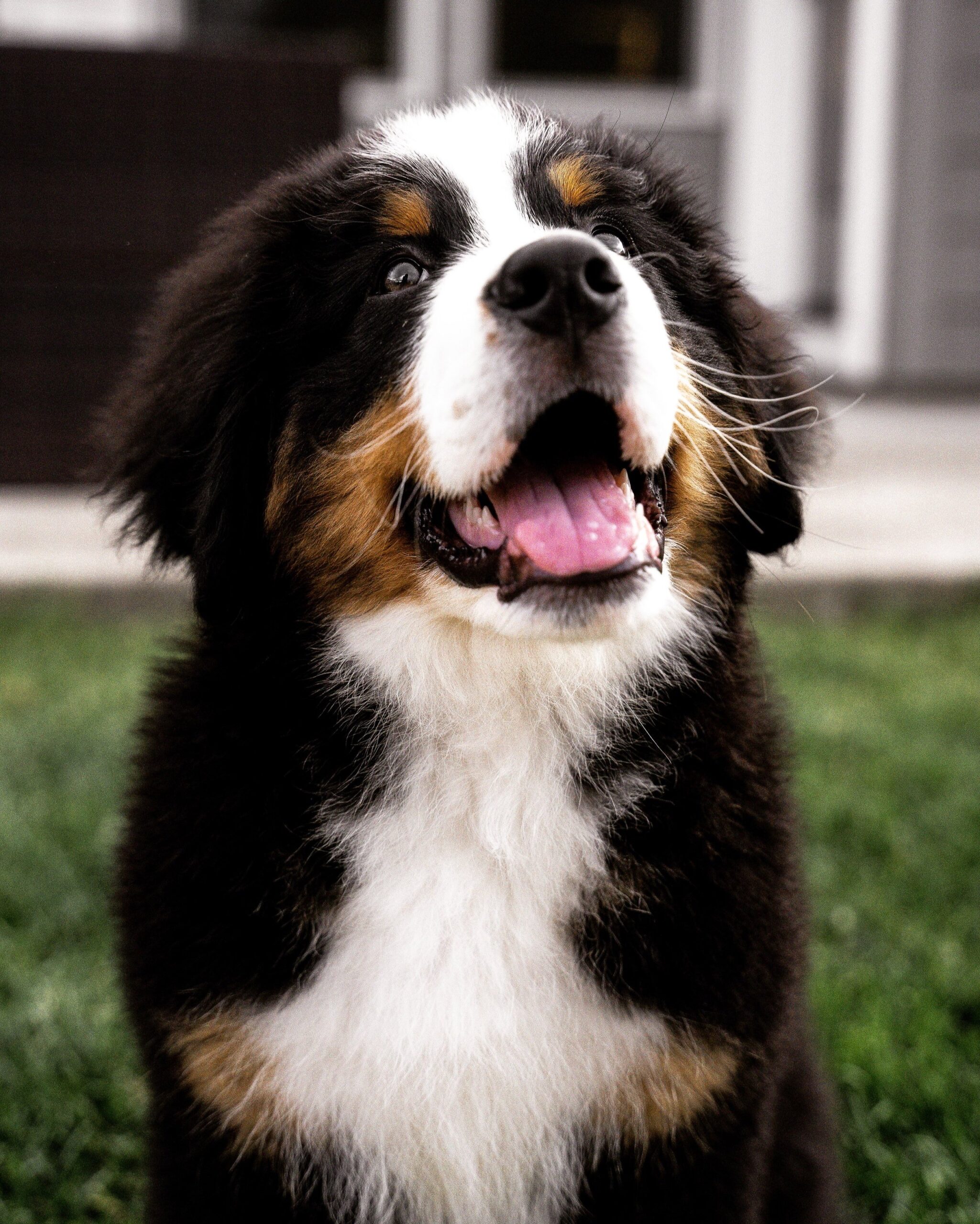 Show Me a Picture of a Bernese Mountain Dog: A Stunning Visual Guide to ...