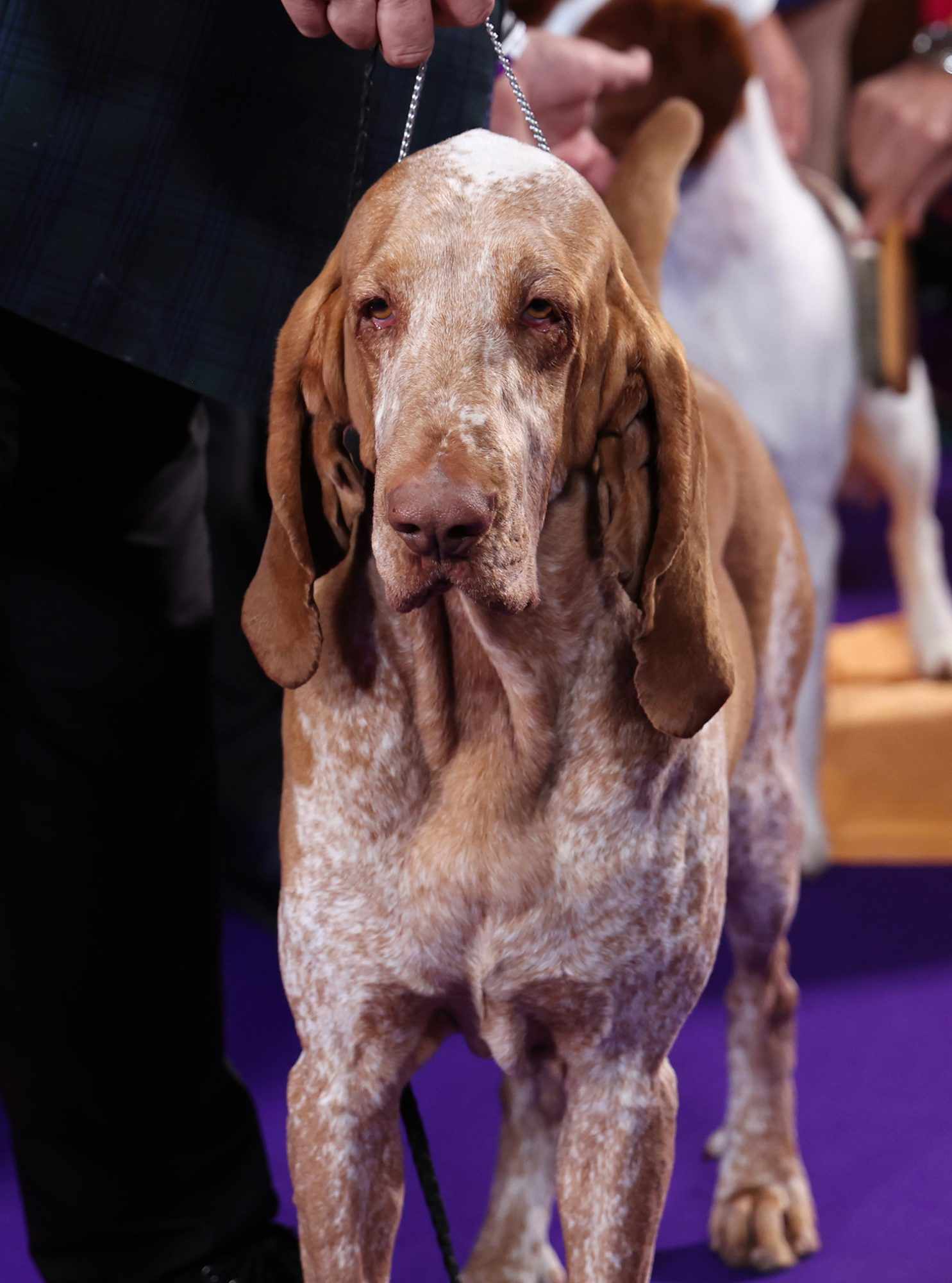 Tim McGraw's Dog Wins Best in Show: A Tail-Wagging Triumph! - Dog Show TV