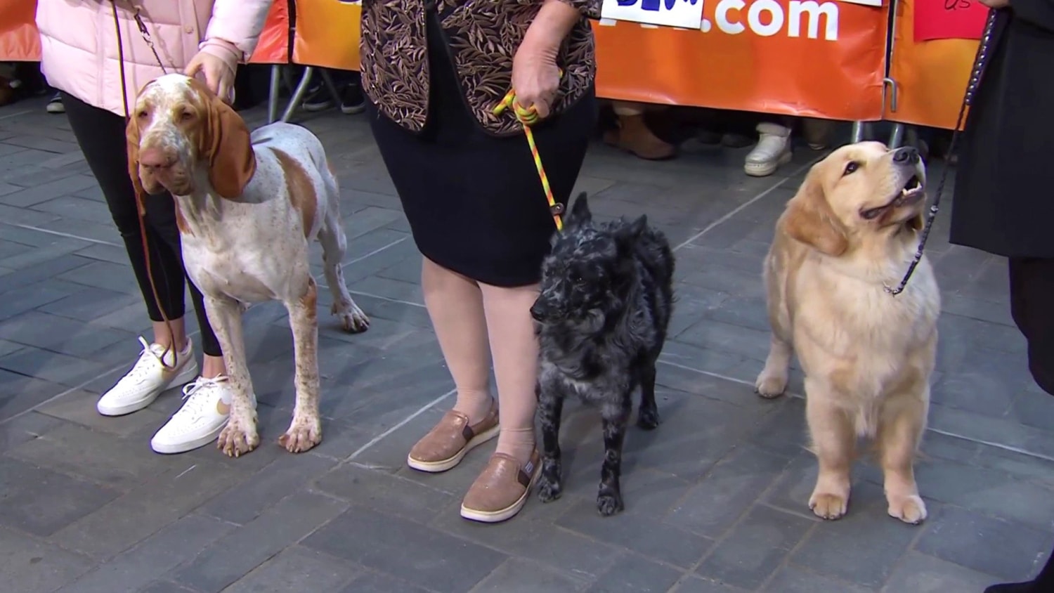 Top Dogs: The Ultimate Guide to the Dog Show Today - Dog Show TV