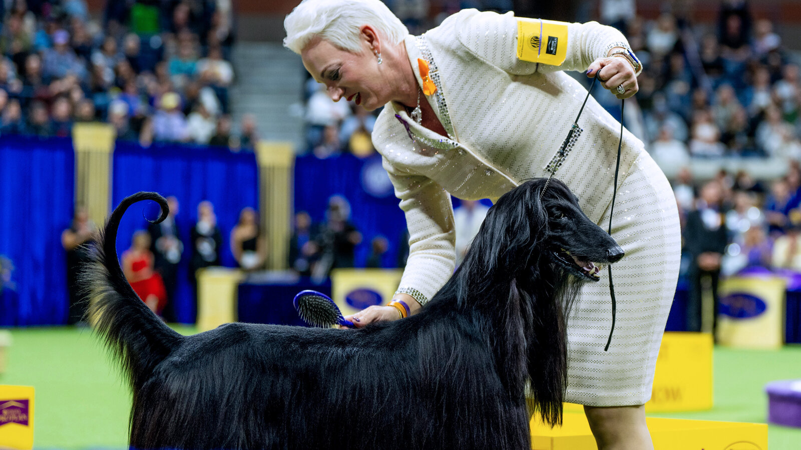 Unveiling the Westminster Dog Show 2025 Location: Here's where the prestigious event will be ...