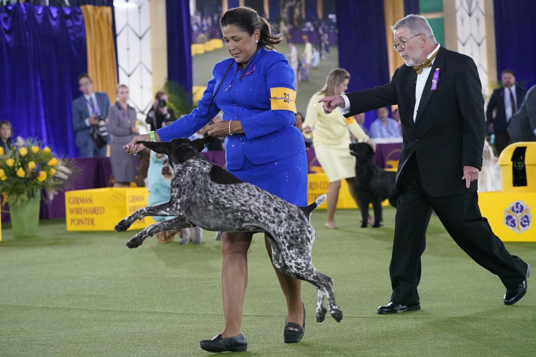 Unveiling the Westminster Dog Show Categories: A Guide for Canine ...