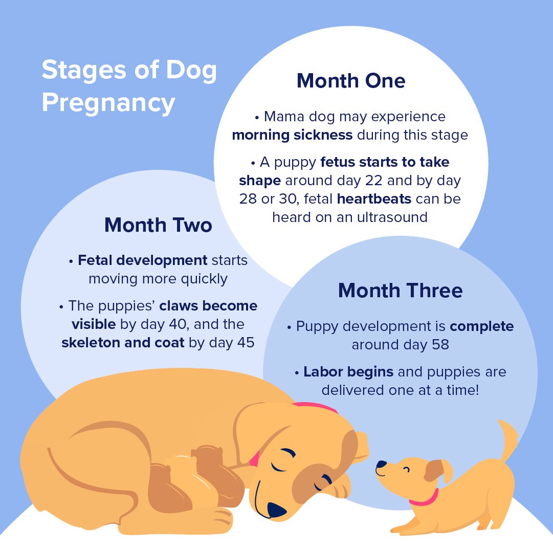 When Does a Pregnant Dog Start to Show? A Guide to Recognizing the ...