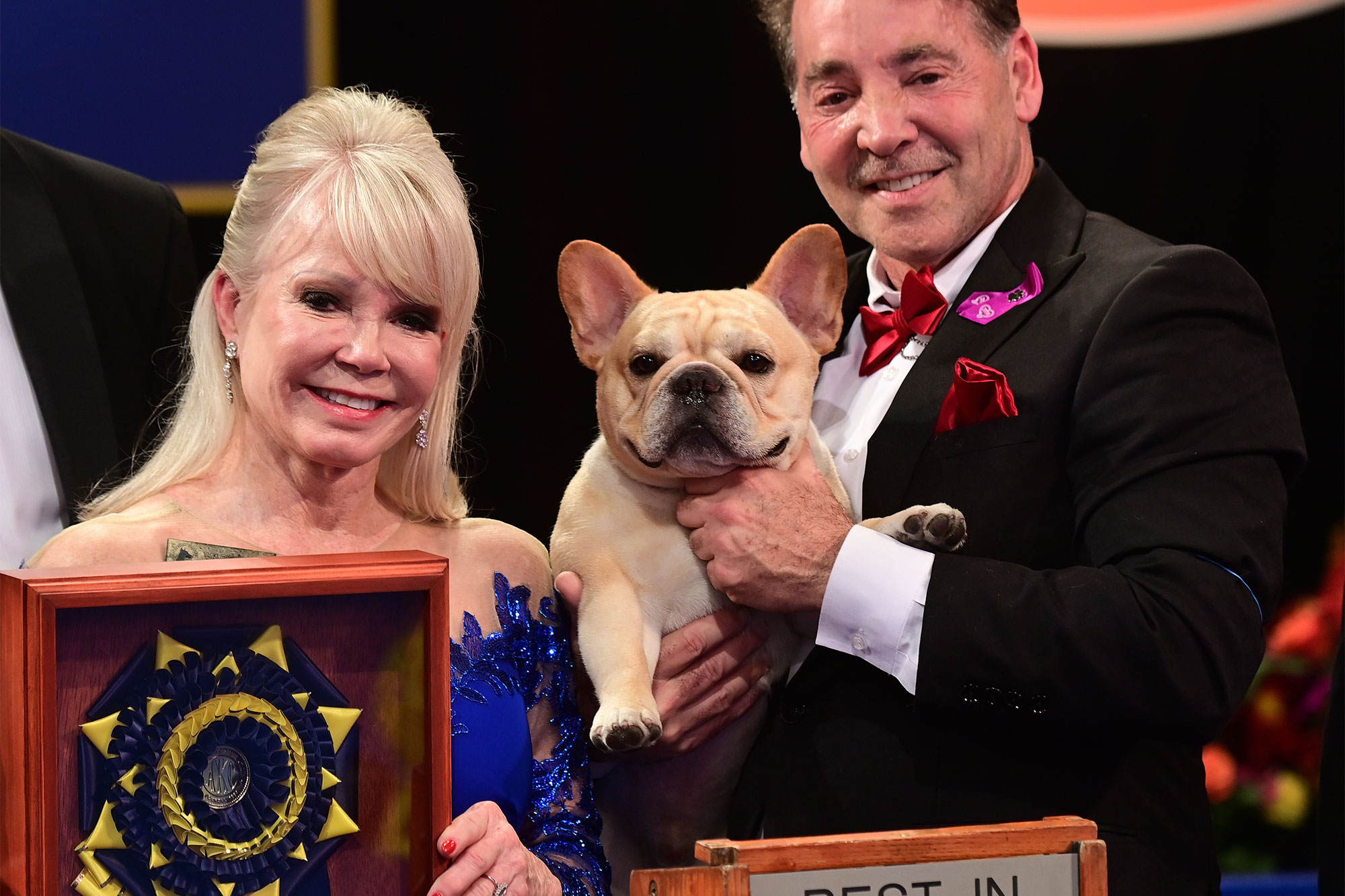 Winston Dog Show: Unleashing the Best in Showmanship! - Dog Show TV