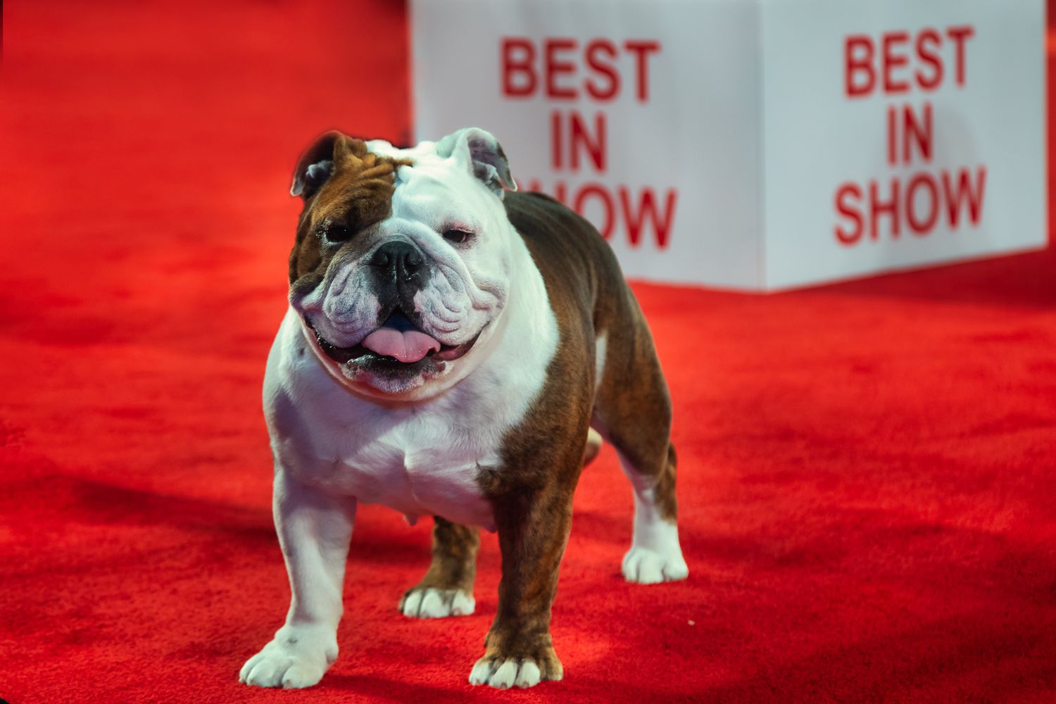 Exciting Updates from the AKC Dog Show Today: Unleashing the Best in ...