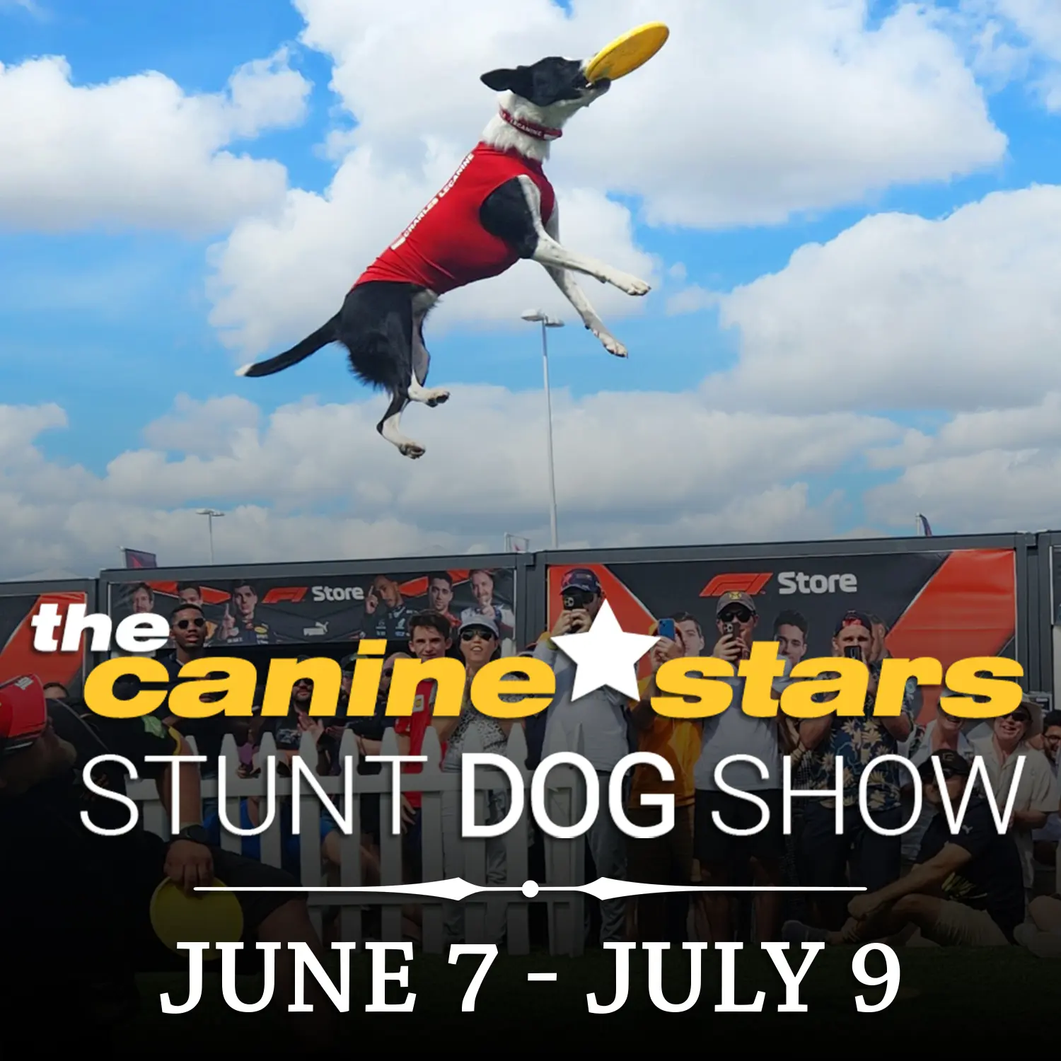 Unleashing the Excitement: The Spectacular Stunt Dog Show! - Dog Show TV
