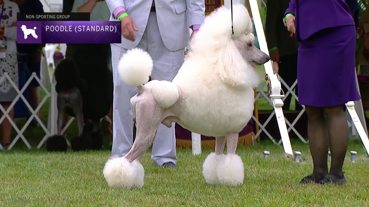 Poodle Power at the Westminster Dog Show: A Guide to this Elegant Breed ...