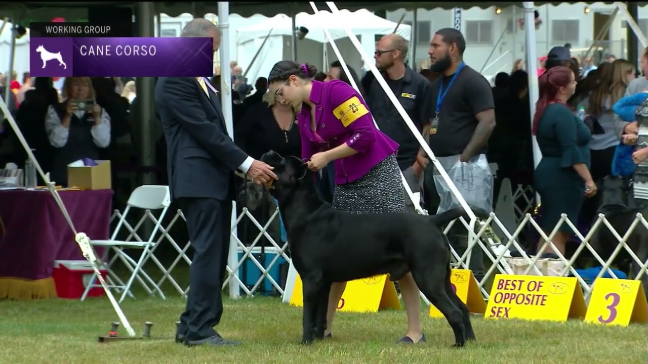 The Magnificent Show Dog Cane Corso: Unveiling Their Stunning Elegance ...