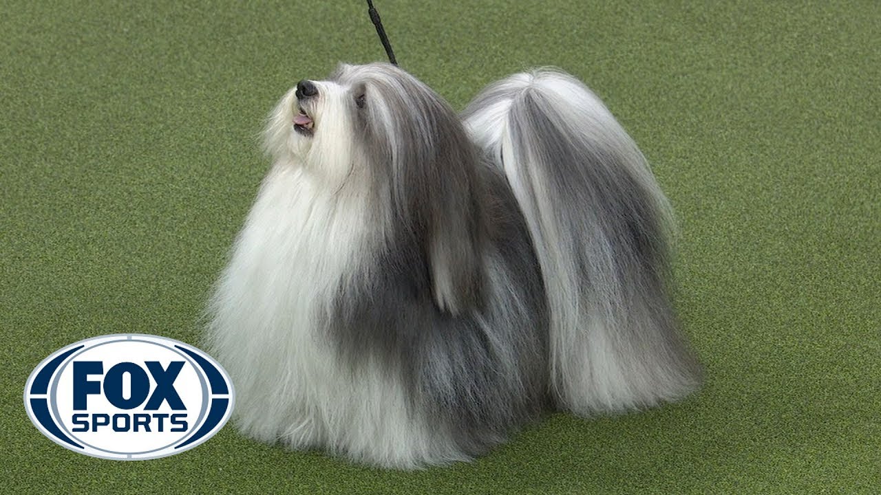 Havanese Show Dogs: Unveiling the Top Contenders in the Ring - Dog Show TV