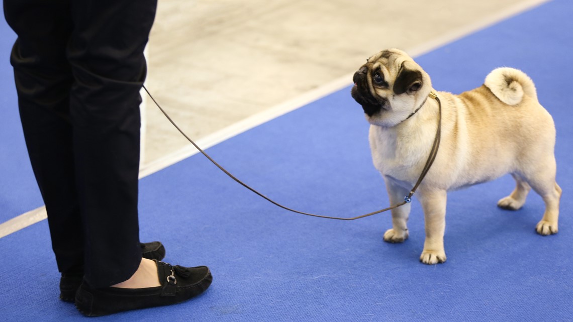 Unleashing the Charisma: The Show-Stopping Story of the Pug Show Dog ...