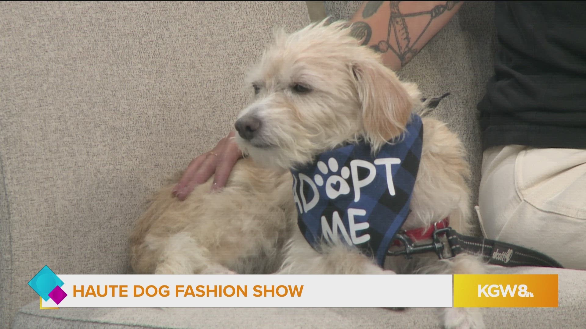 Show Me Dog Videos: A Collection of Cuteness and Joy! - Dog Show TV