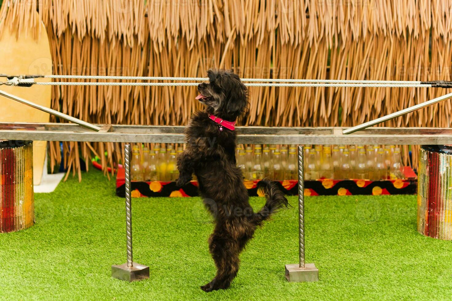 Unleashing the Benefits: Dog Show Video Pros You Need to Know About ...
