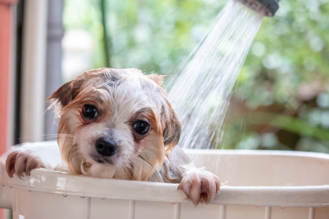 Shower Dog: Keeping Your Furry Friend Fresh and Clean! - Dog Show TV