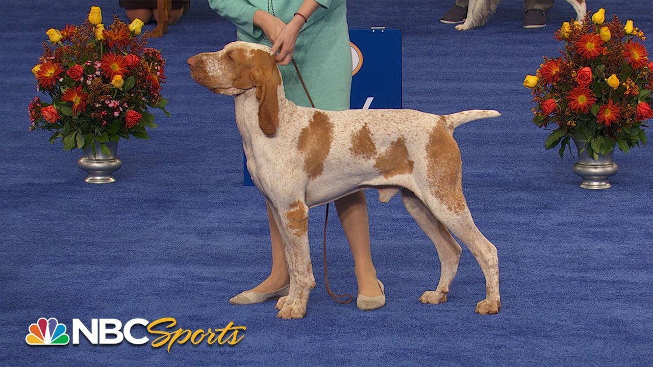 Unleashing Excellence: Sporting Group National Dog Show Showcases Top ...