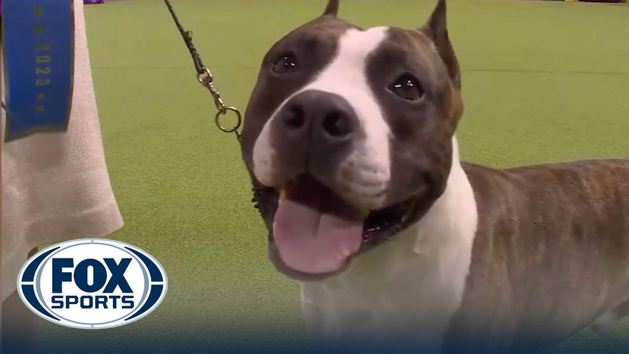 Uncovering Trouble at the Westminster Dog Show: A Behind-the-Scenes ...