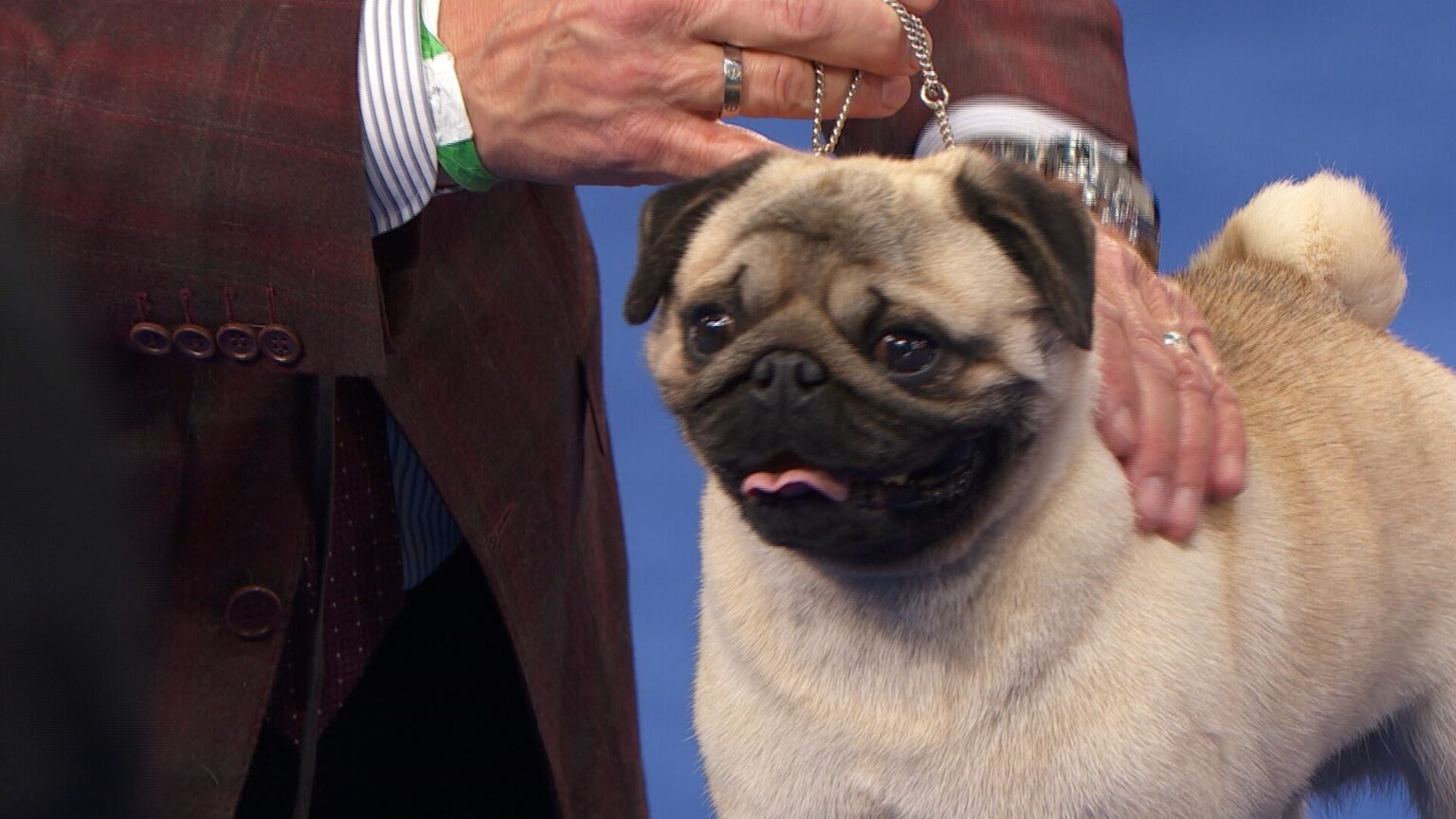 A Winning Guide to the Dog Show Pug: Top Tips and Tricks for Success ...