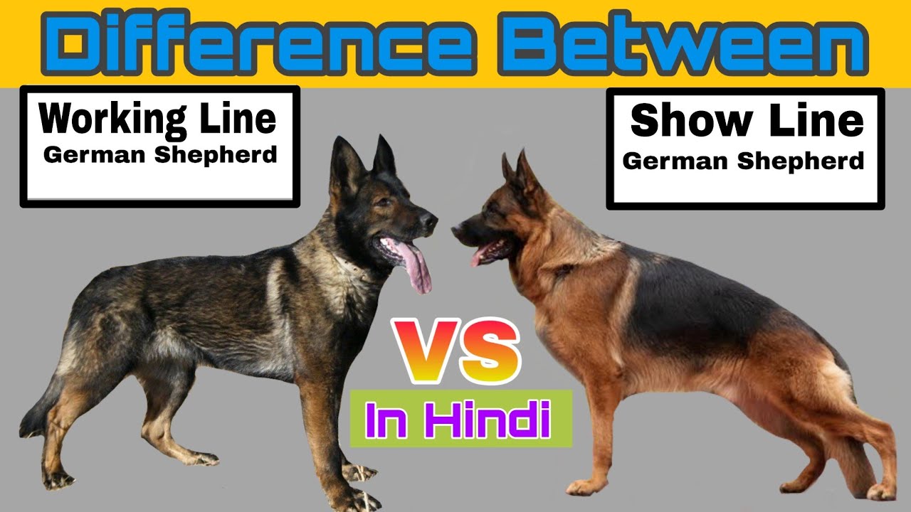 German Shepherd Showdown: Working Dog vs Show Dog - What Sets Them ...