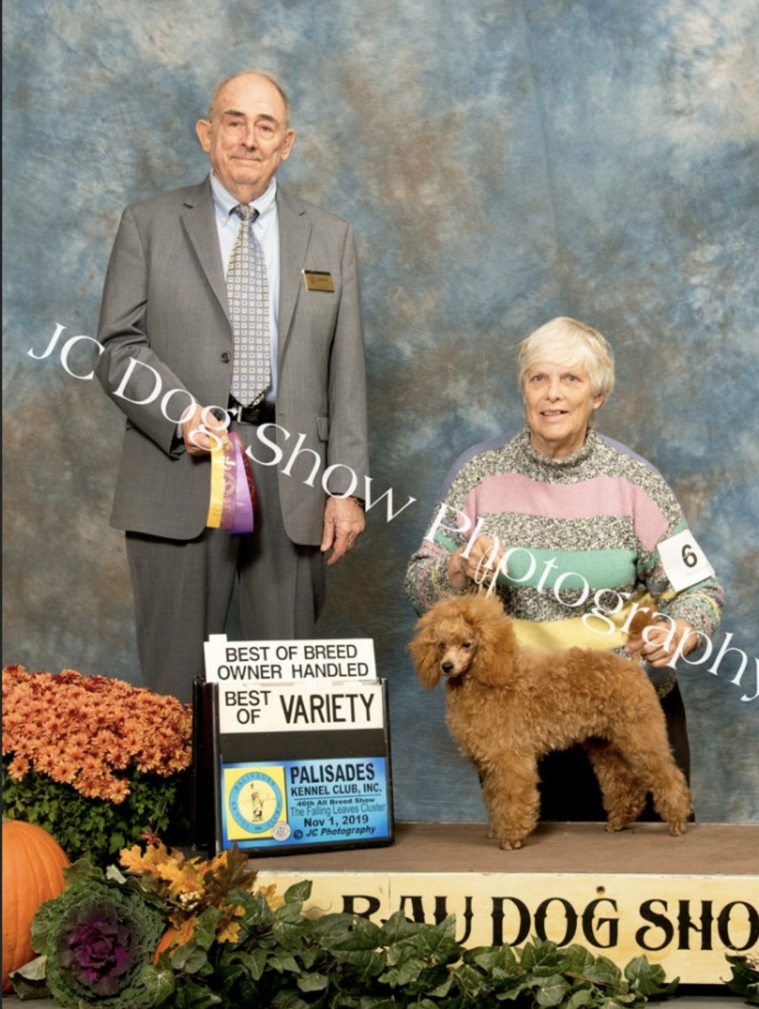 Capturing Canine Charm: JC Photography Dog Show Highlights - Dog Show TV
