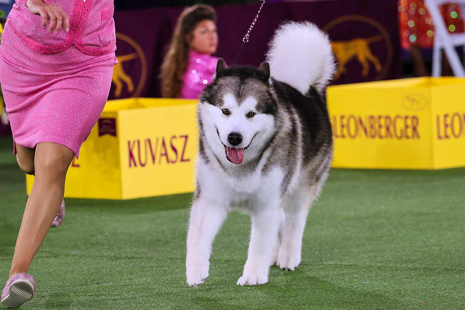 Unleashing the Excitement: Kennel Dog Show Insights and Highlights ...