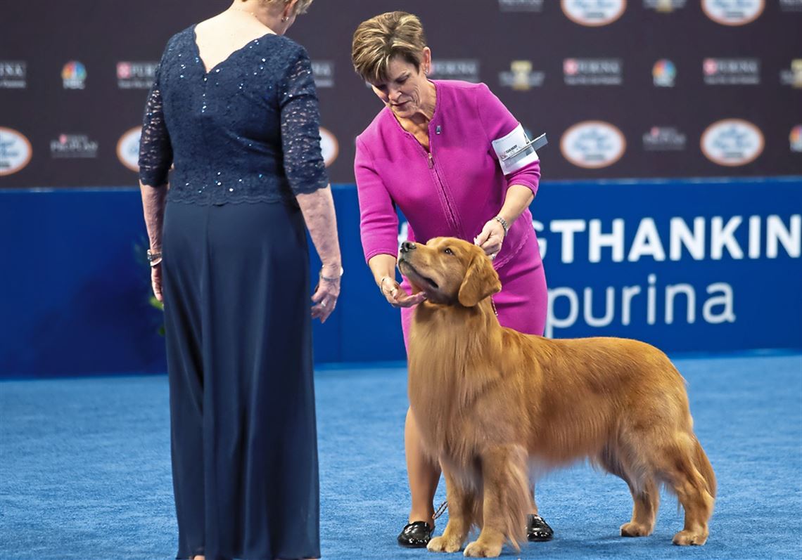 Unleashing Excitement: National Dog Show Sporting Group Takes Center ...