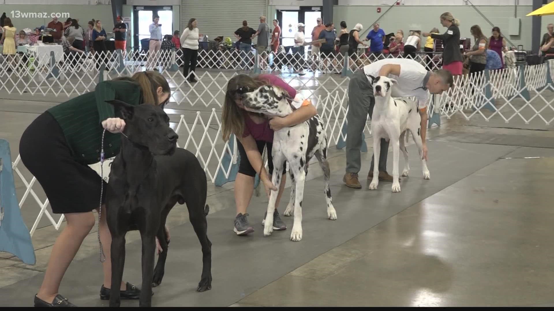 Pawsome Event Alert: Dog Show in Perry, GA! - Dog Show TV