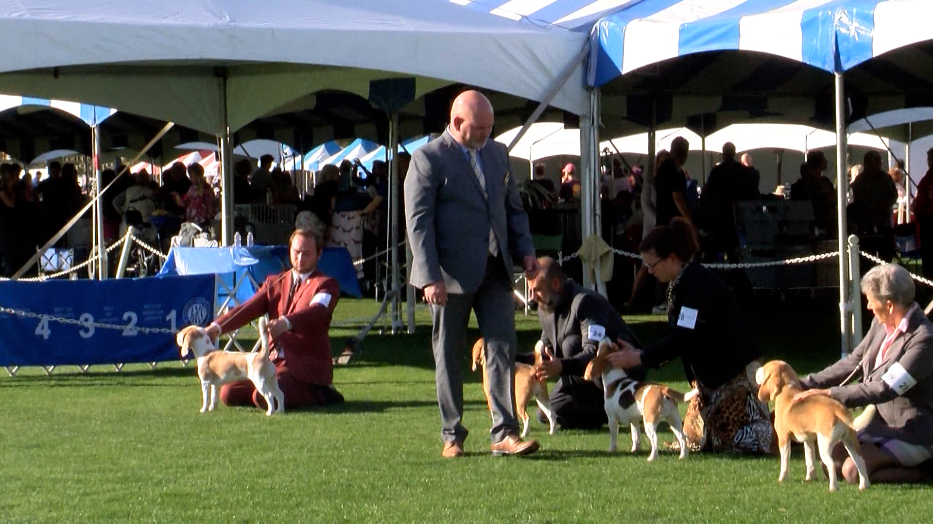 Unleashing the Excitement: Dog Show Indio 2025 Preview - Dog Show TV
