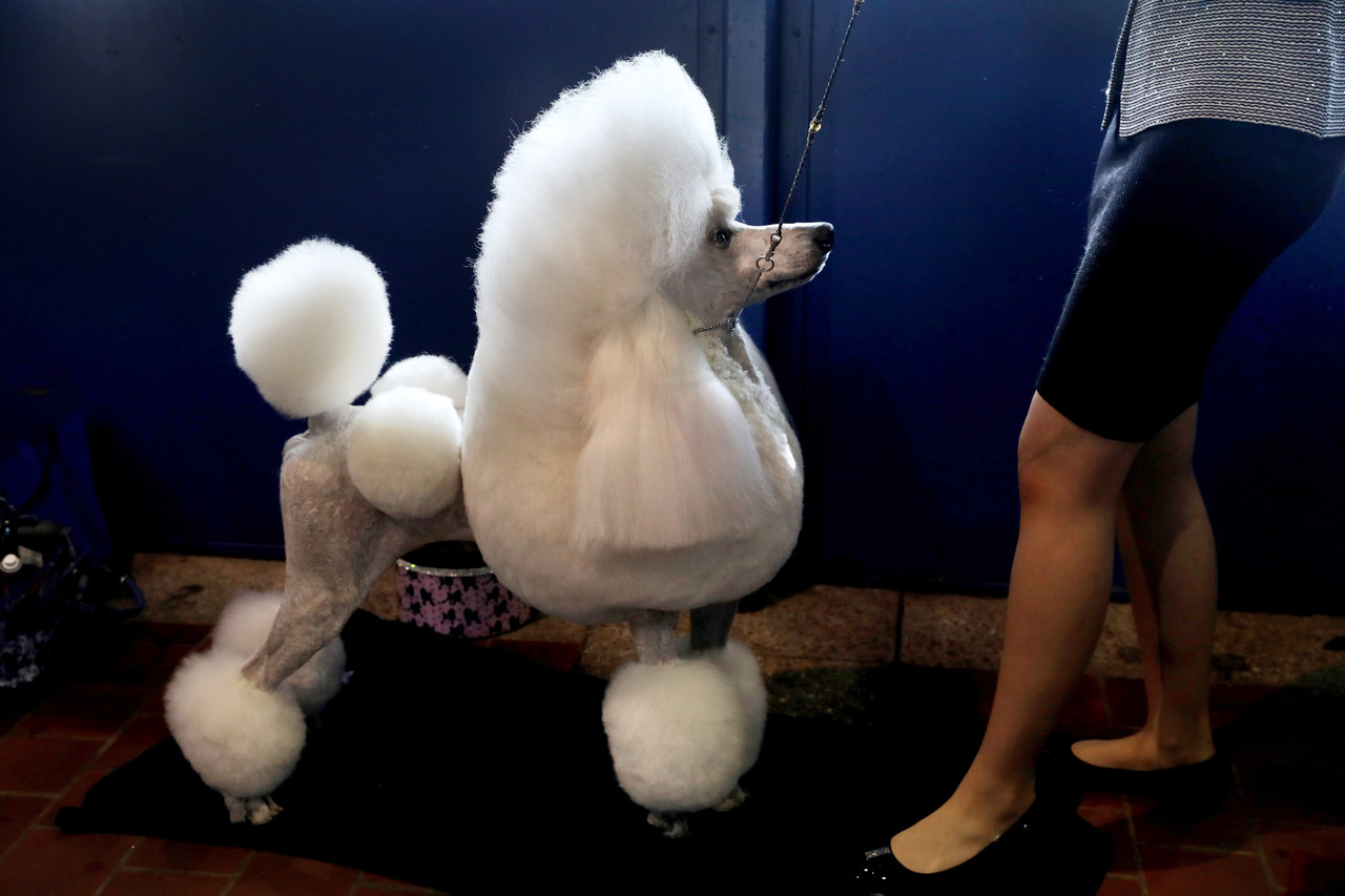 Unleashing Elegance: The Ultimate Guide to Dog Shows in New York - Dog Show TV