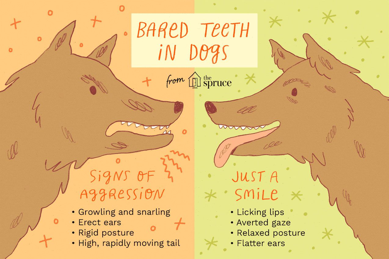 Unleashing Excitement: Why Your Dog Shows Teeth When Excited - Dog Show TV