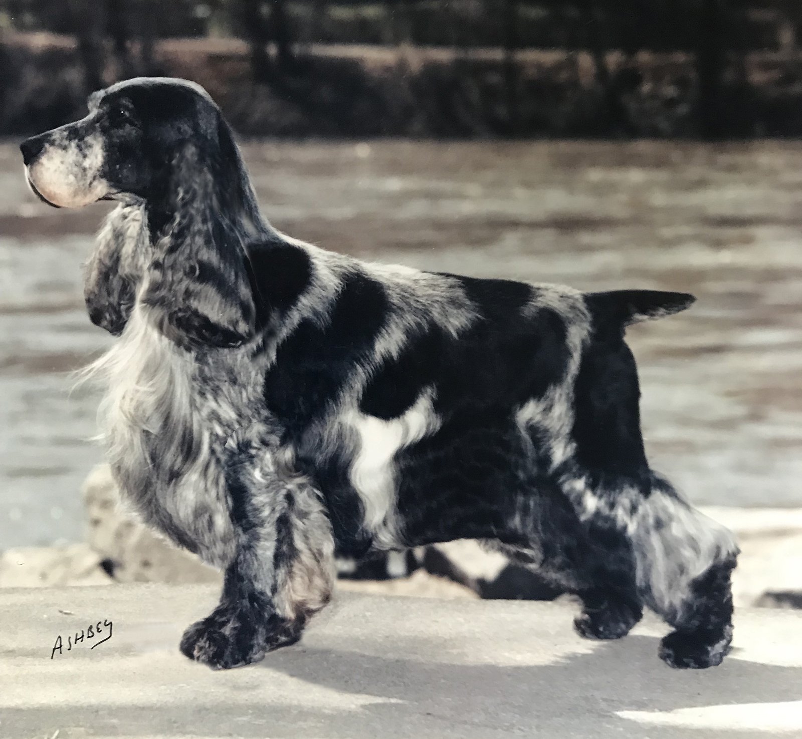 Diving Into the World of the English Cocker Spaniel Show Dog: Unveiling ...