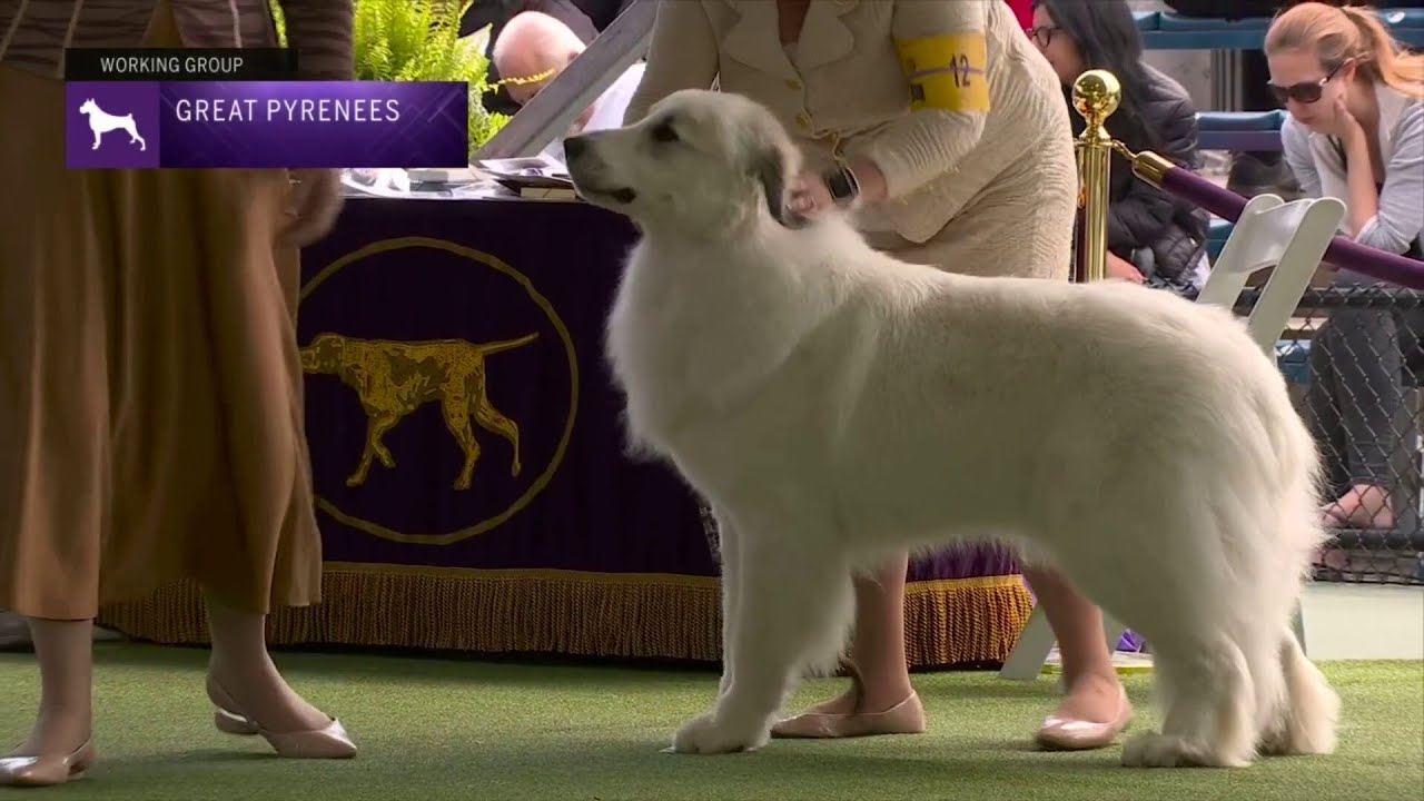 Show-Stopping Great Pyrenees: A Spectacular Display at the Dog Show ...