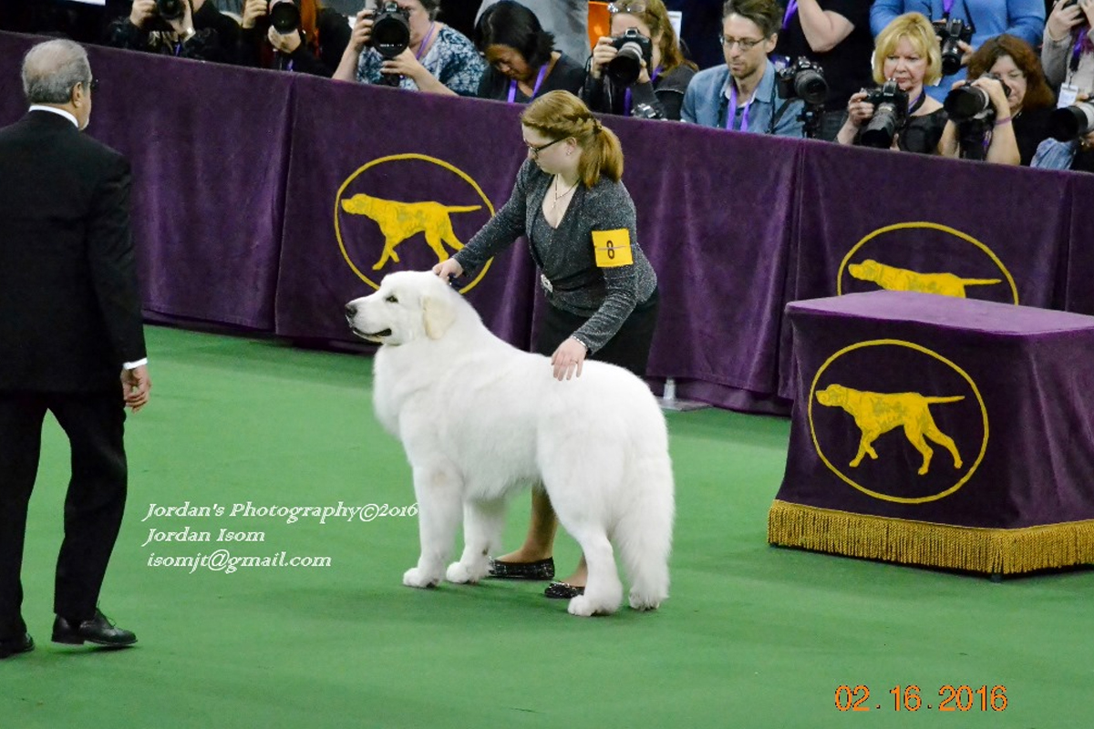 Grooming a Great Pyrenees Show Dog: Tips for Success - Dog Show TV